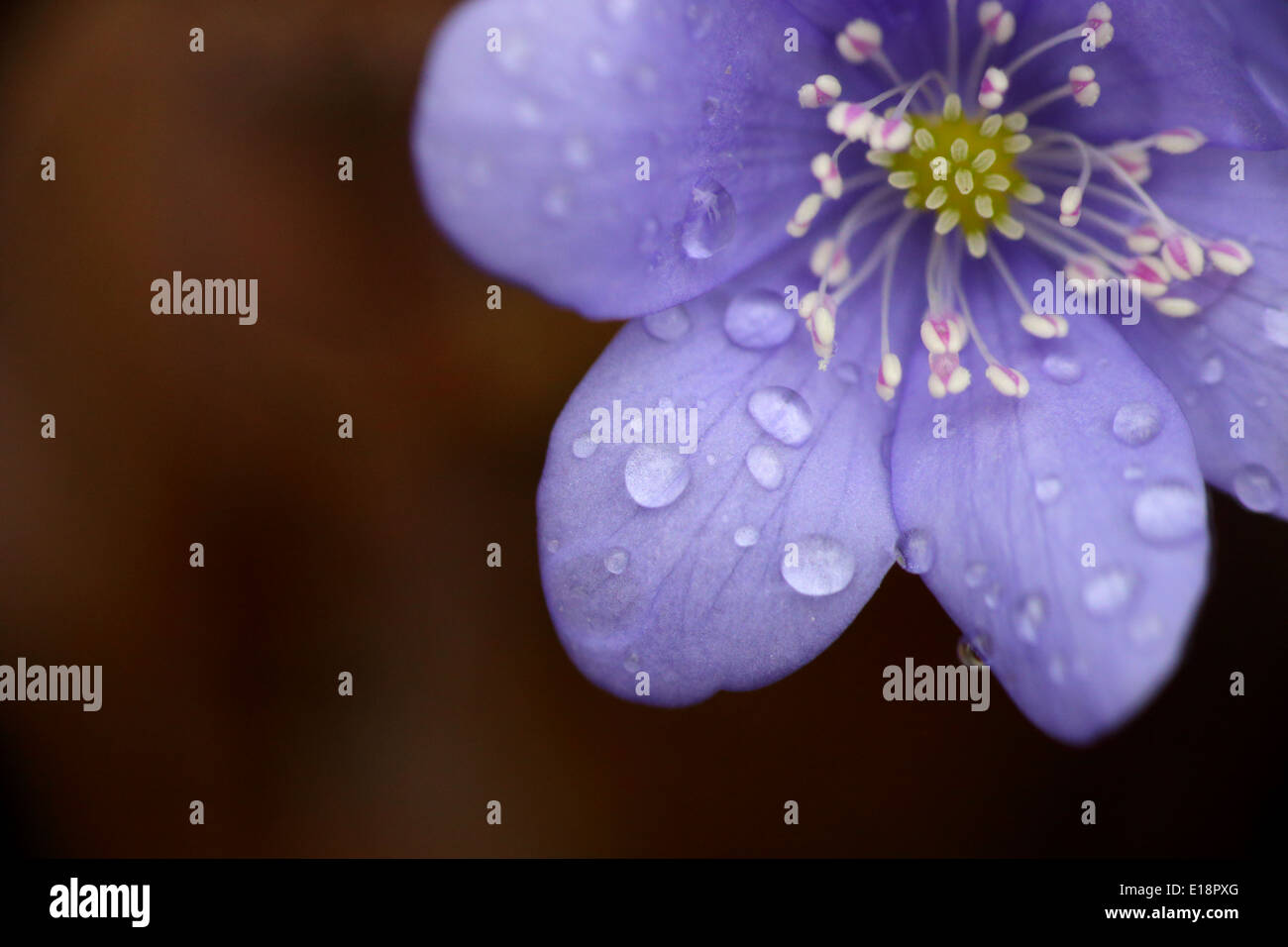 Hepatica flower (Hepatica nobilis) after the rain in springtime. Europe ...
