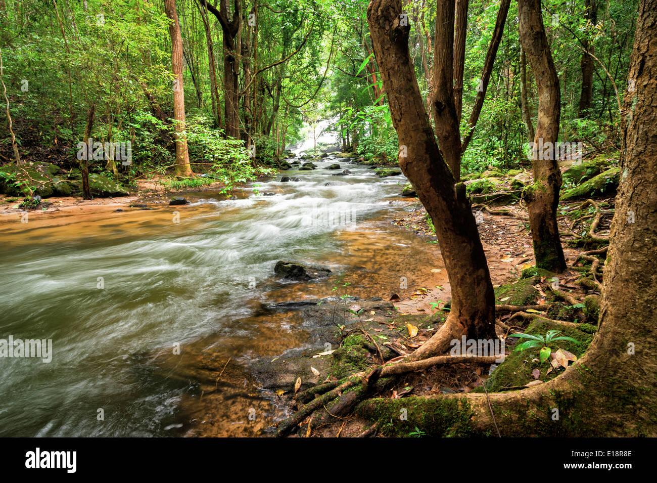 Tropical Rainforest Landscape