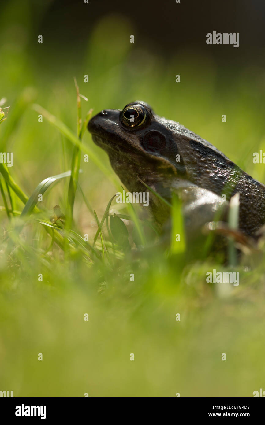 Adult frog hi-res stock photography and images - Alamy