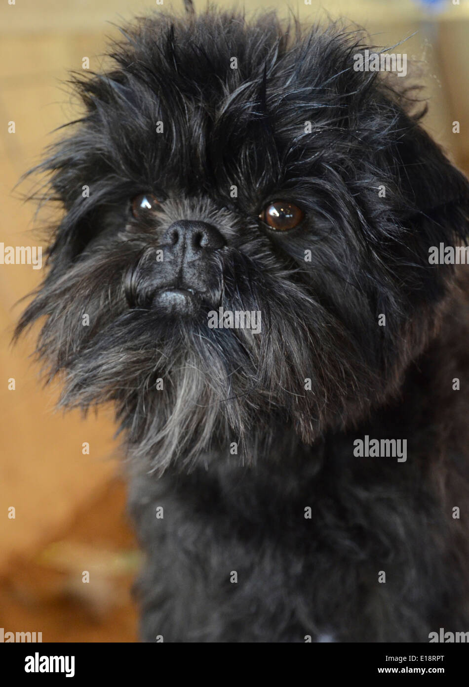 A Large Monkey With A Dog Like Face