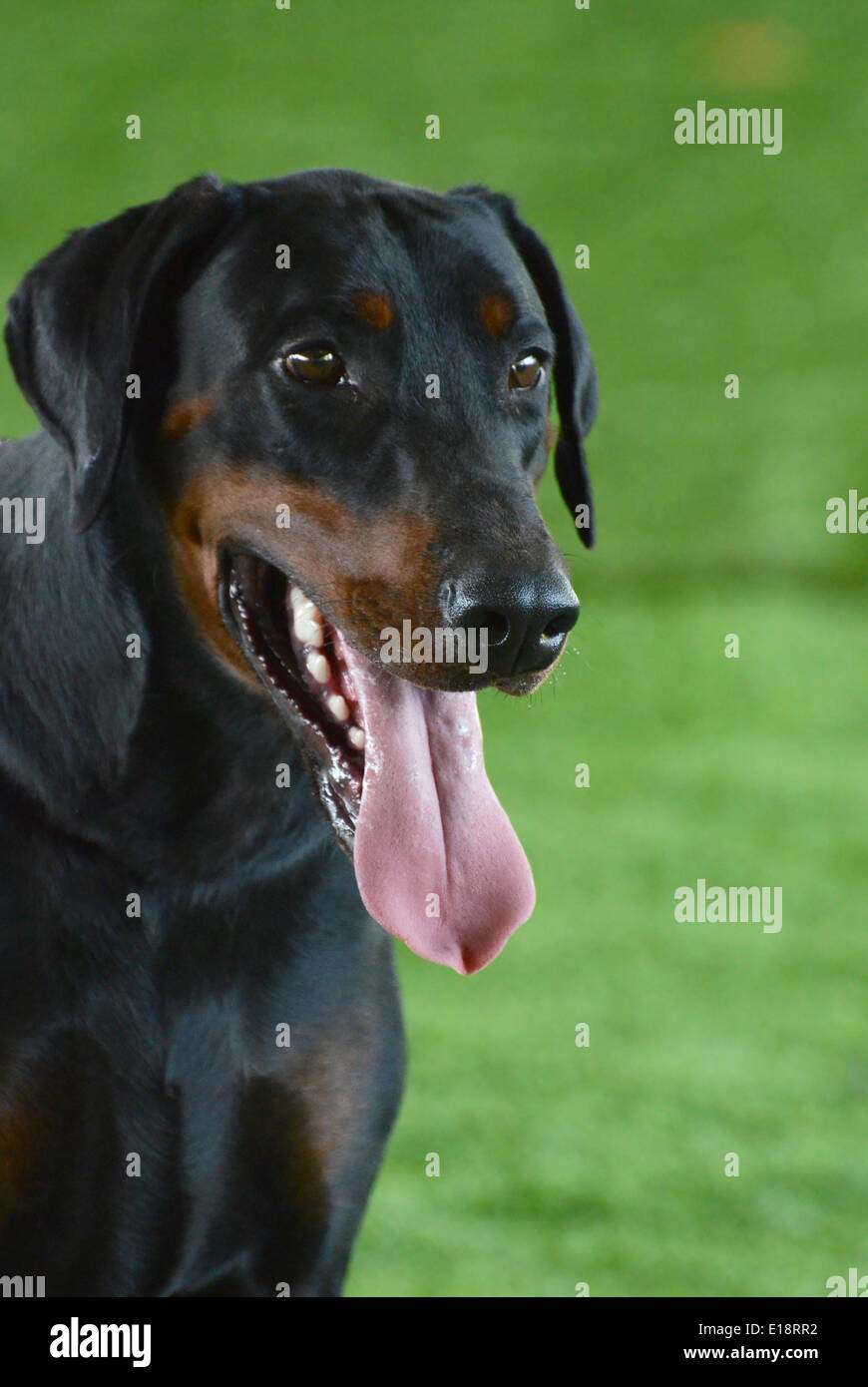 Portrait of a Doberman Pinscher Stock Photo - Alamy