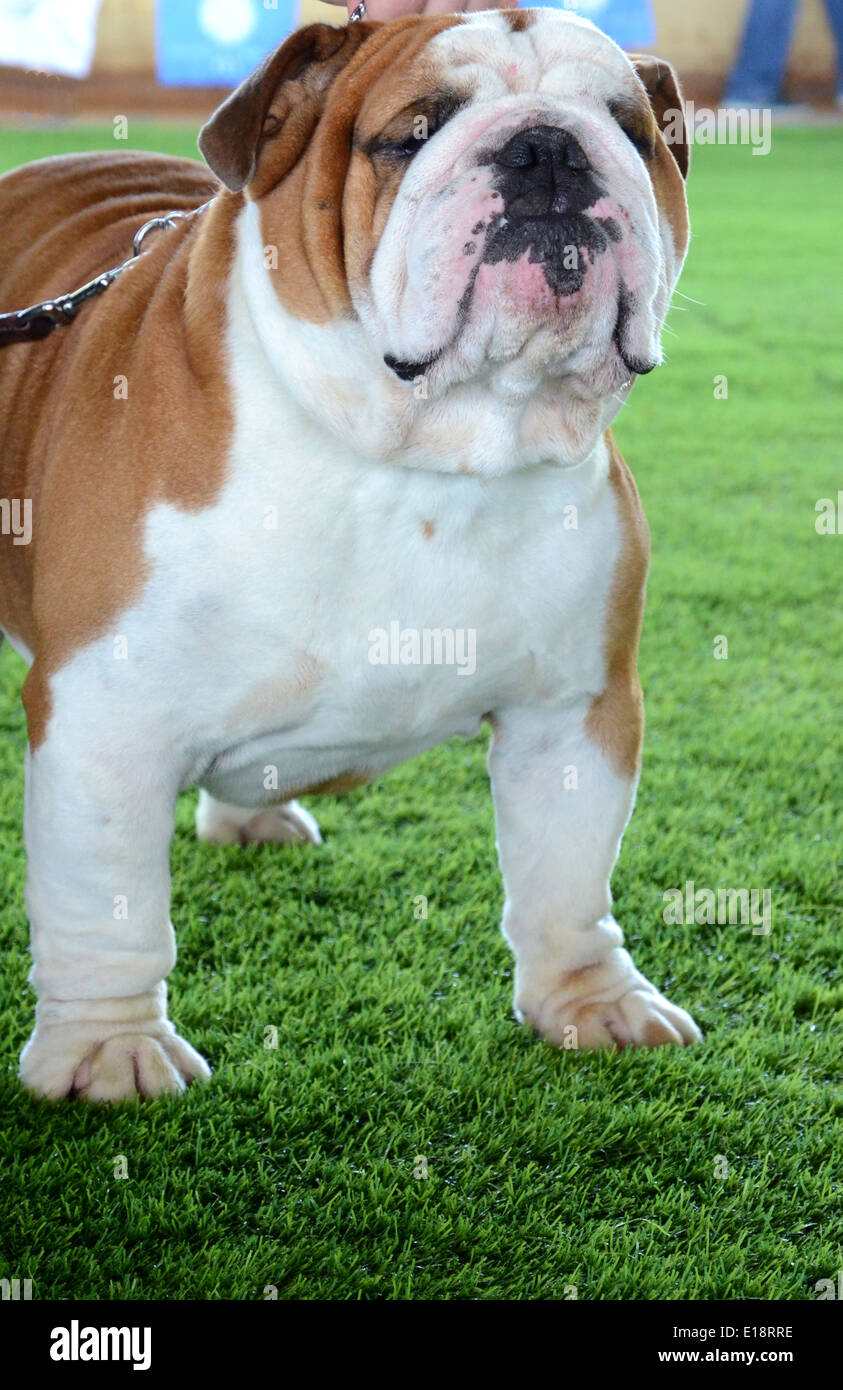 English bulldog adult hi-res stock photography and images - Alamy