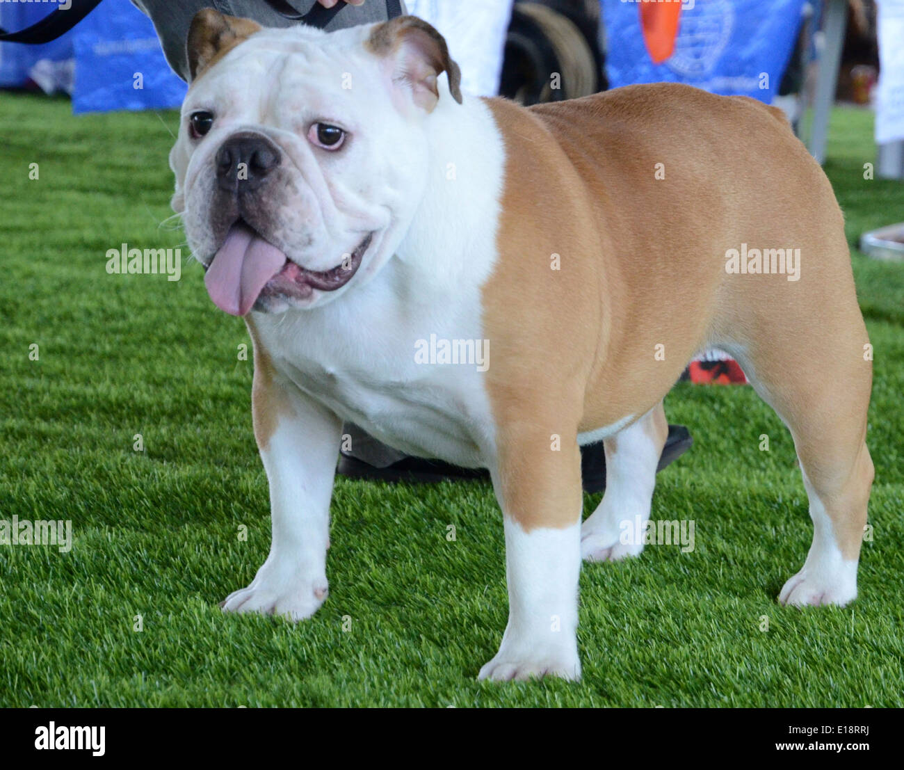 English bulldog adult hi-res stock photography and images - Alamy