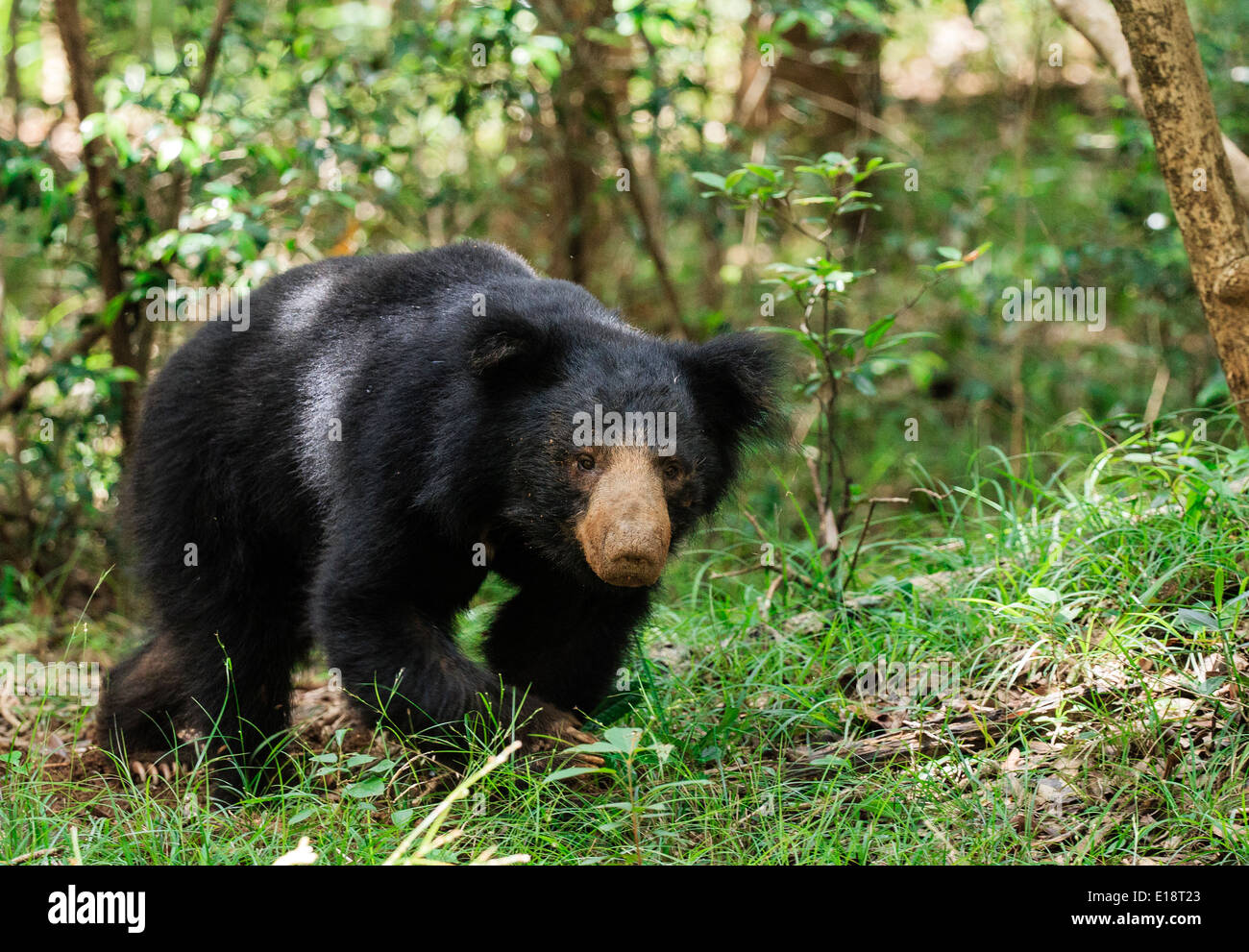 Sloth bear hi-res stock photography and images - Alamy