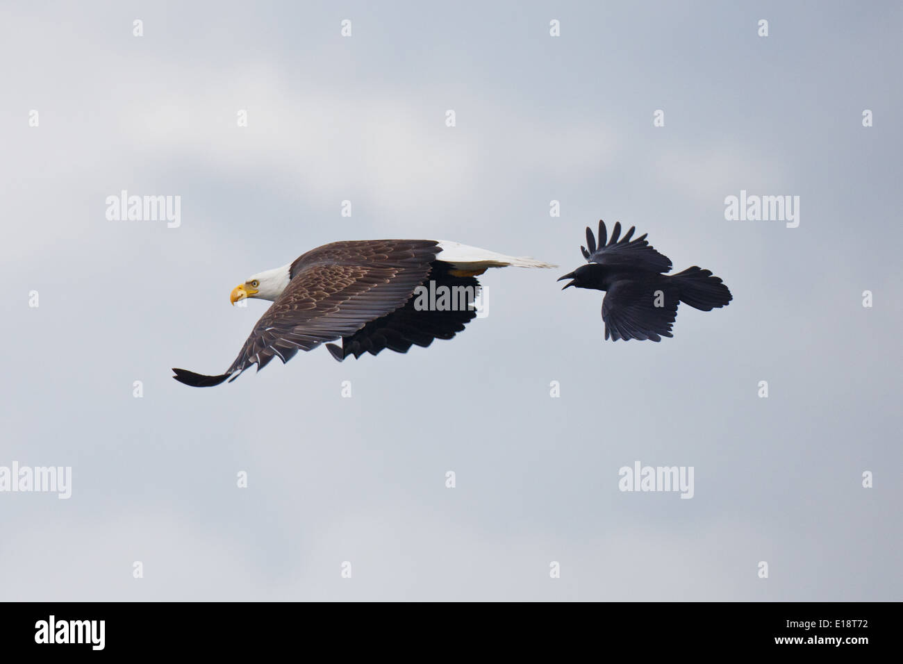 A Bald Eagle being chased by a crow with wings open in flight Stock ...