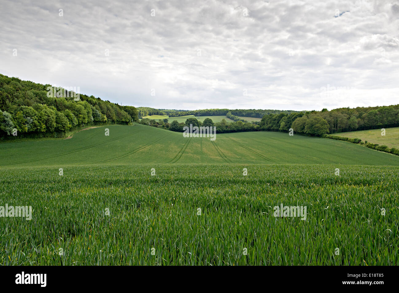 Hs2 planting hi-res stock photography and images - Alamy