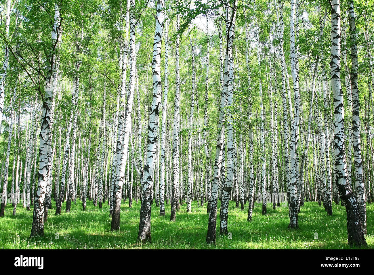 Birch trees russia hi-res stock photography and images - Alamy