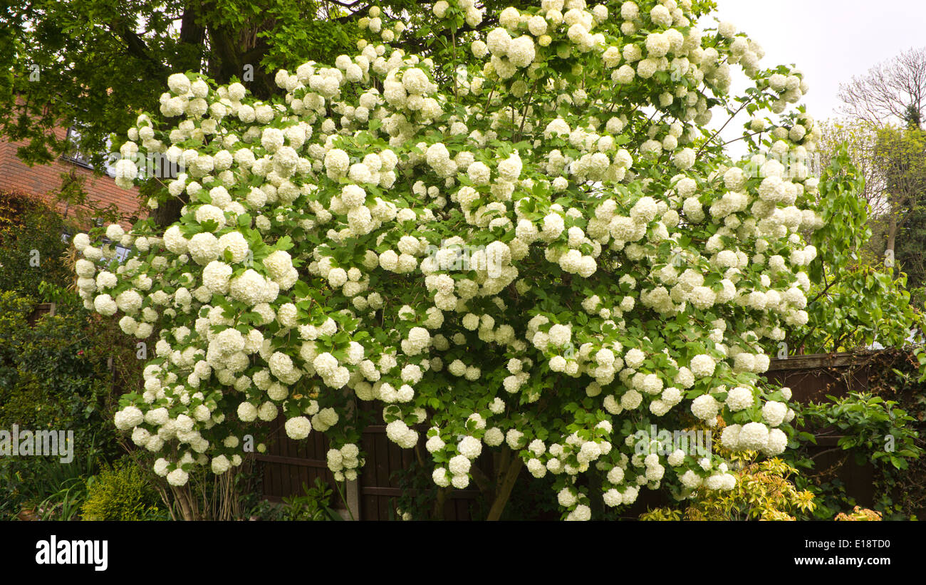 Snowball tree hi-res stock photography and images - Alamy