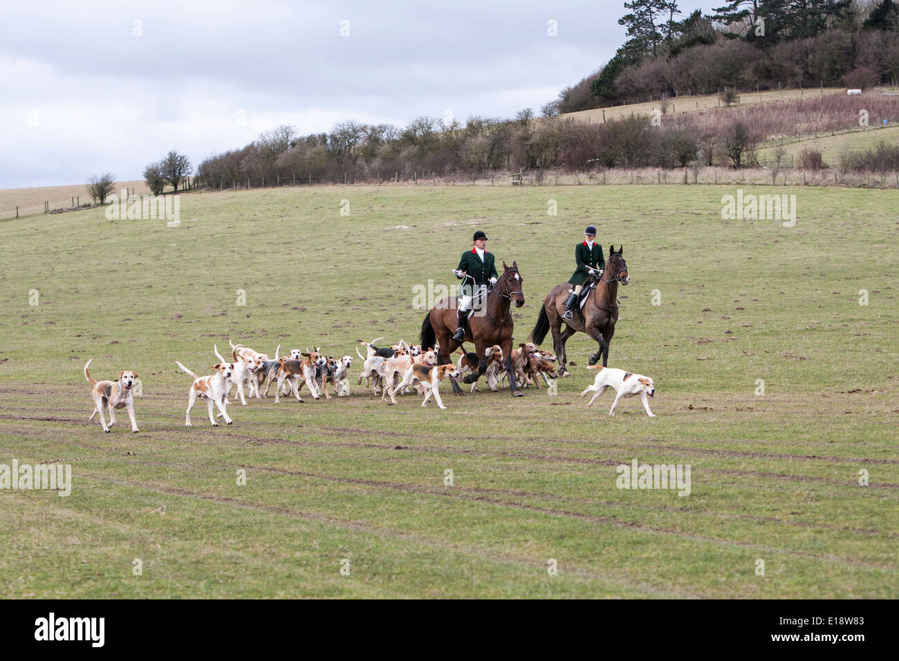 Huntsman and pack of hounds Stock Photo - Alamy