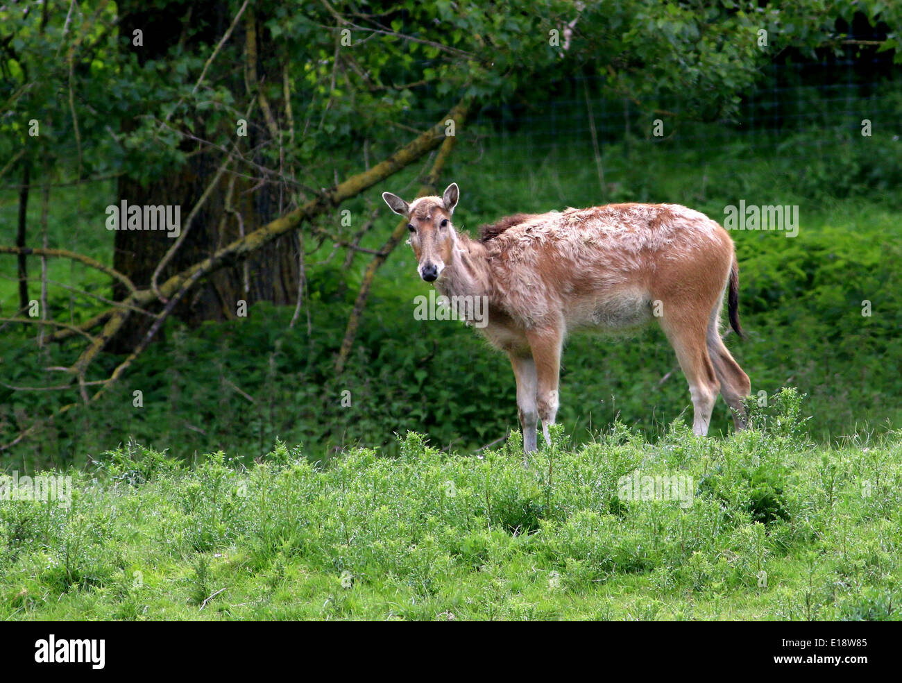 Moulting Père David's deer (Elaphurus davidianus) , a.k.a. milu or ...
