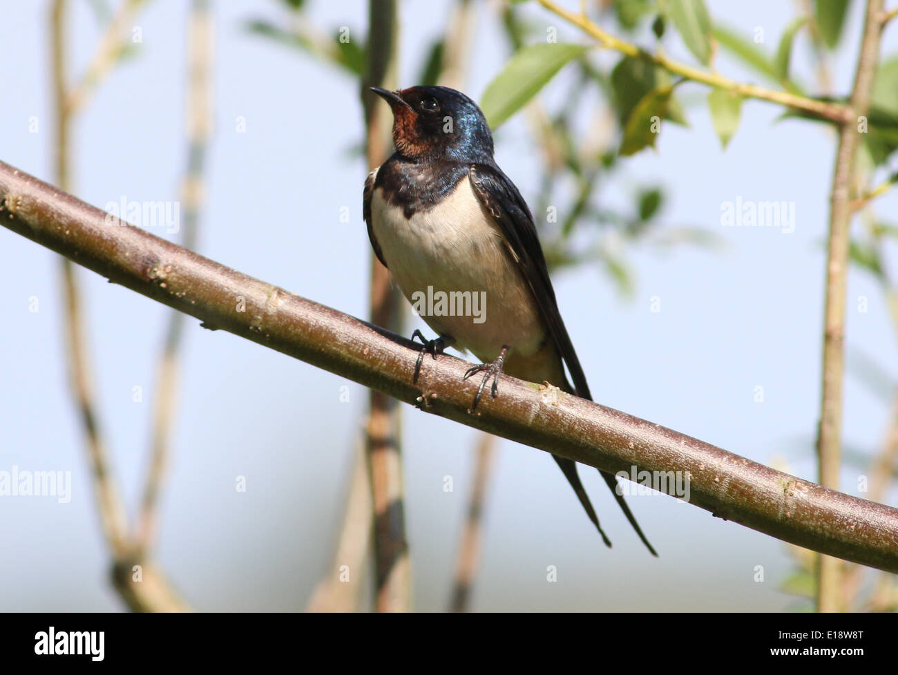 Detailed close up of a European Barn swallow (Hirundo rustica) posing ...