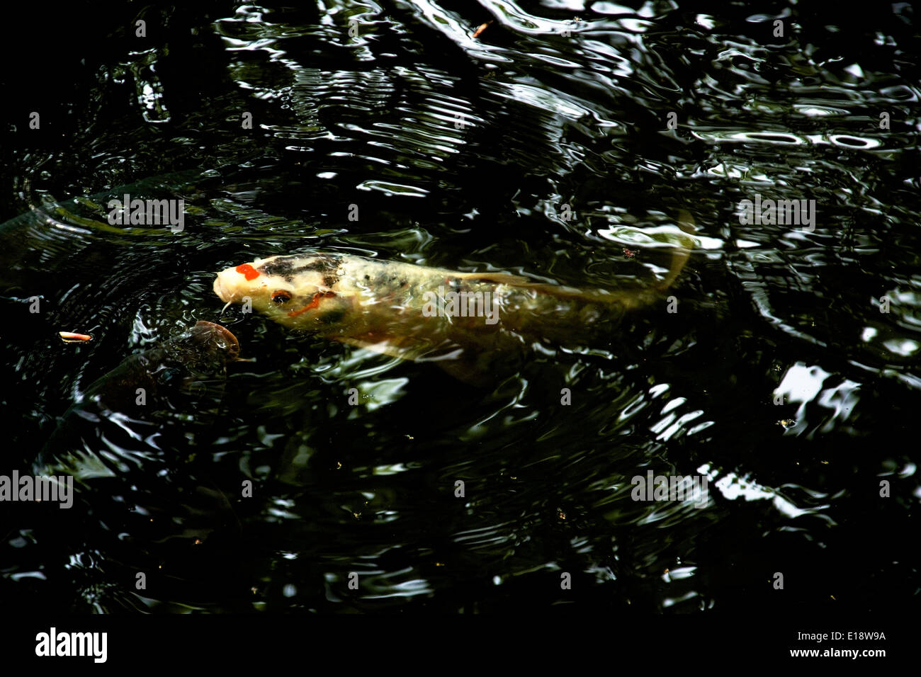Japanese koi carp hi-res stock photography and images - Alamy