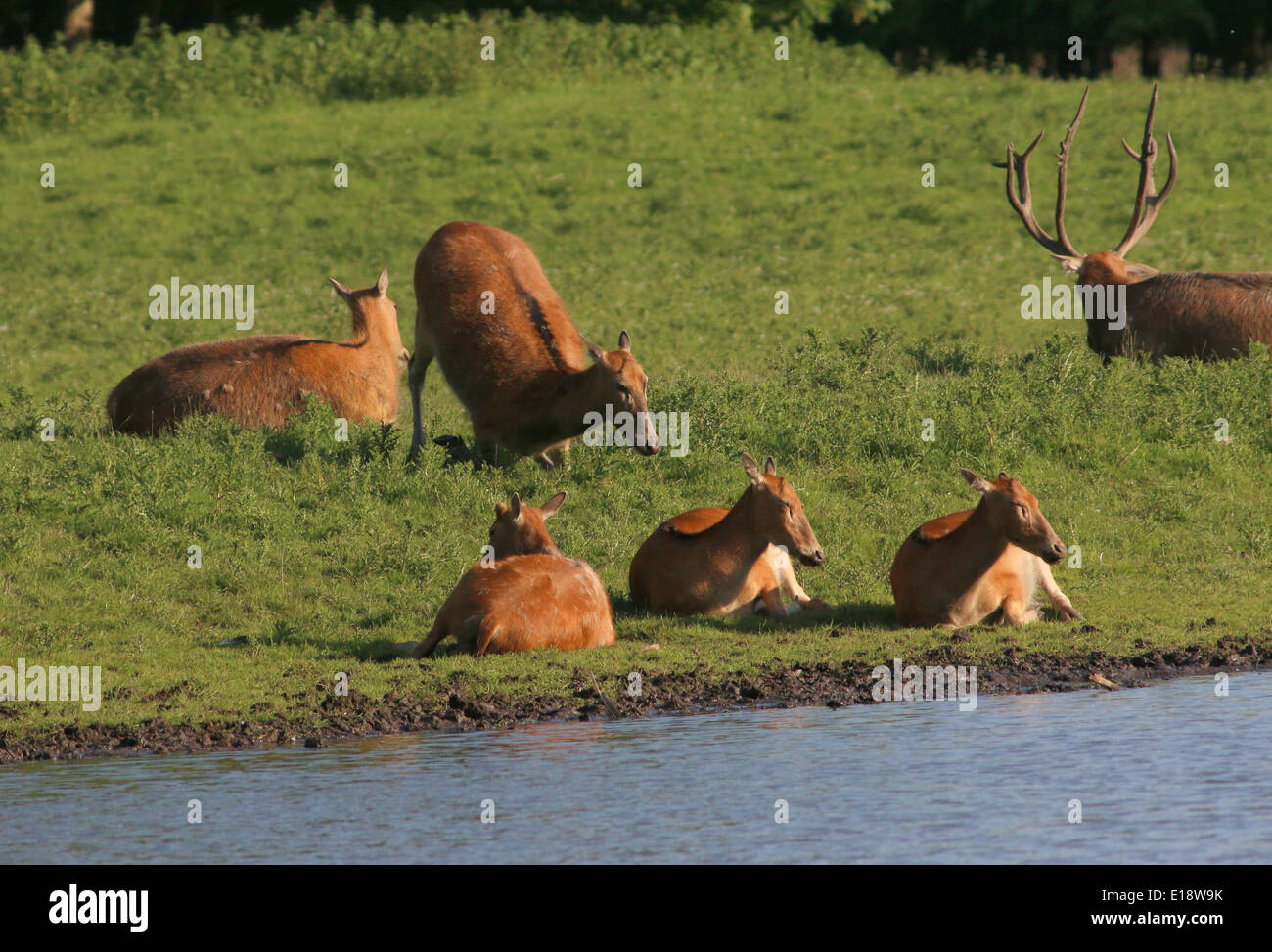 Group of Père David's deer (Elaphurus davidianus) , a.k.a. milu or ...