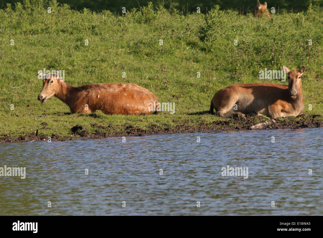 Group of Père David's deer (Elaphurus davidianus) , a.k.a. milu or ...