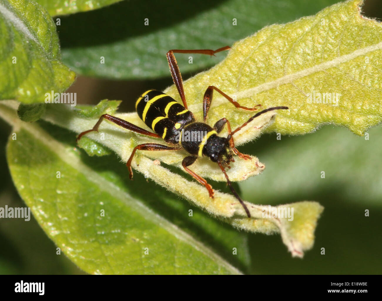 Wasp beetle (Clytus arietis), a wasp-mimicking longhorn beetle species ...