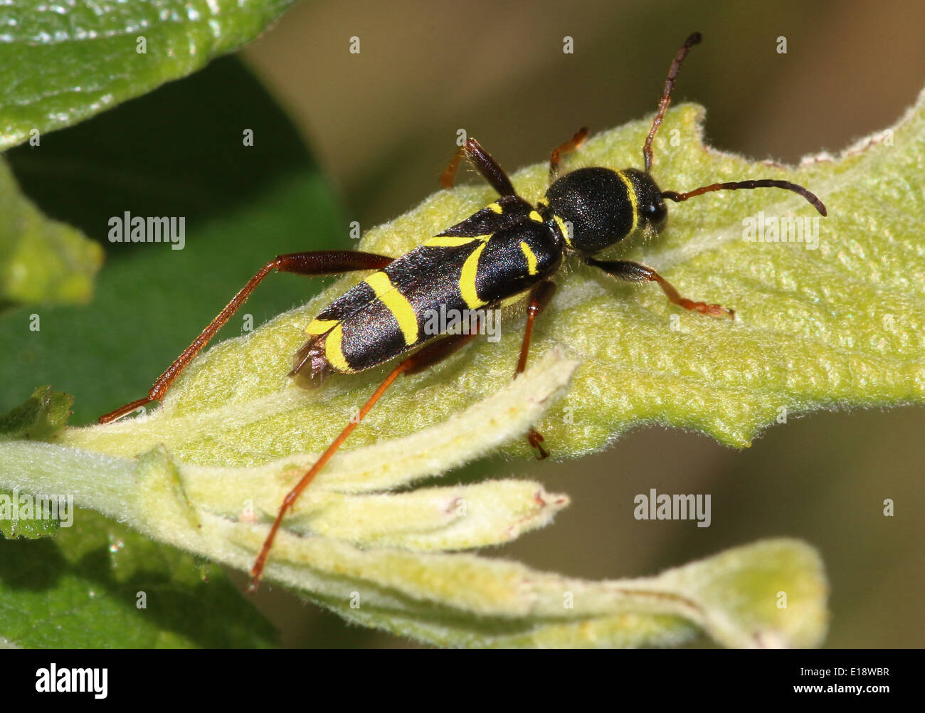 Wasp beetle (Clytus arietis), a wasp-mimicking longhorn beetle species ...