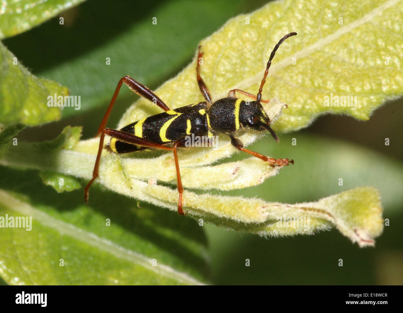 Wasp beetle (Clytus arietis), a wasp-mimicking longhorn beetle species ...