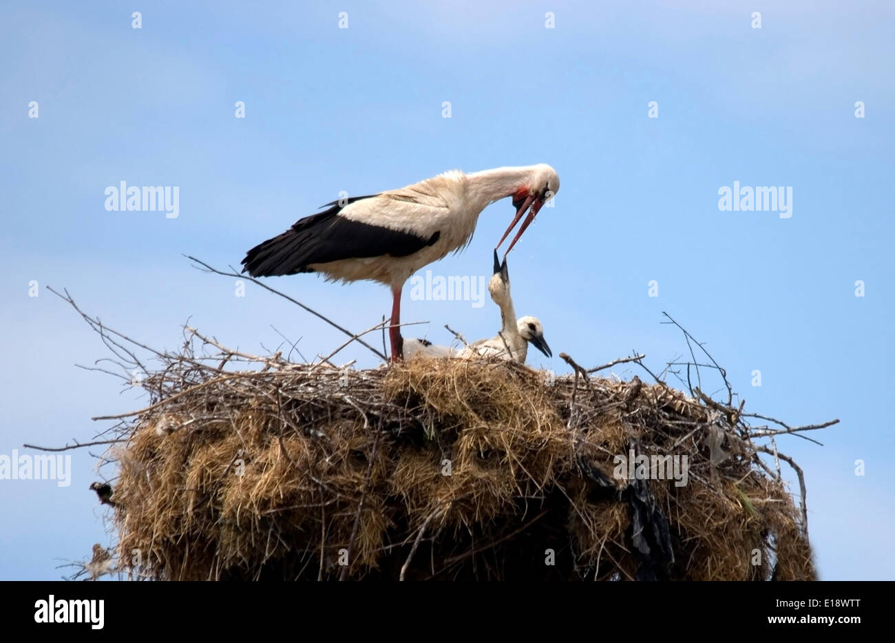 Strandja mountains bulgaria eastern europe wildlife hi-res stock ...