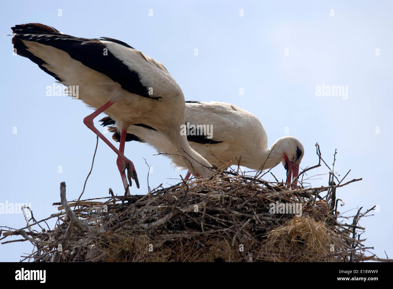 Strandja mountains bulgaria eastern europe wildlife hi-res stock ...