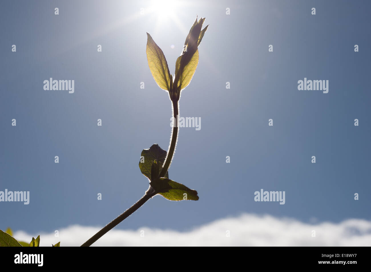Growth of a sapling reaching up to the sun Stock Photo - Alamy