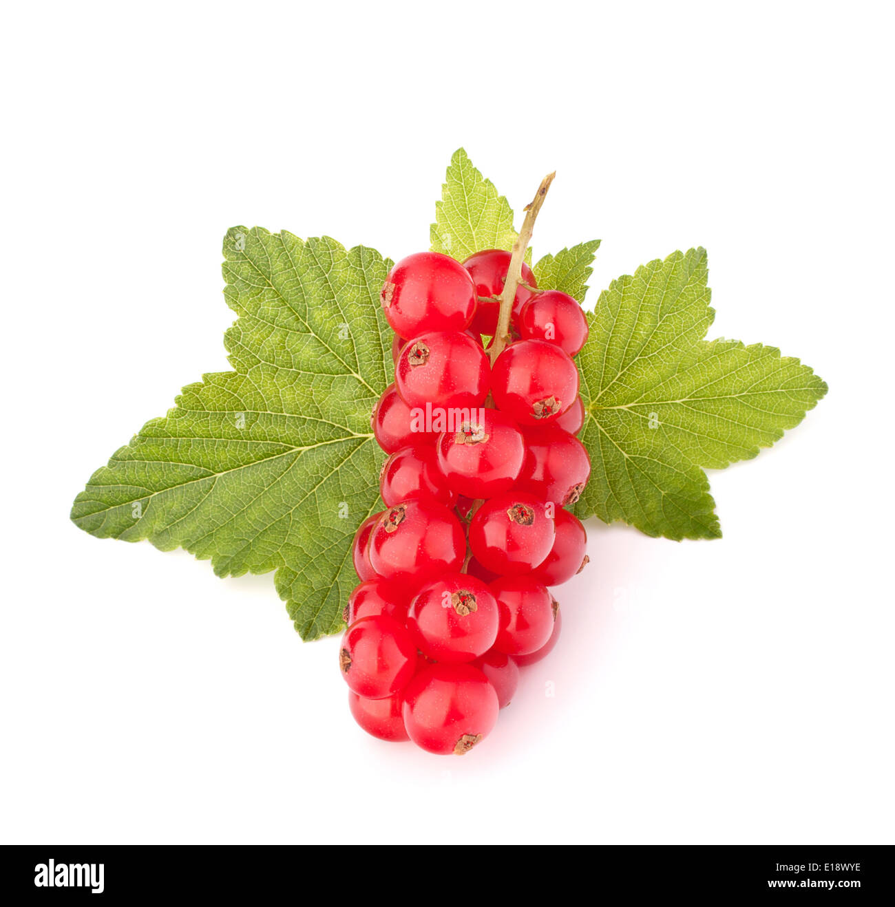 Red currants and green leaves still life isolated on white background ...