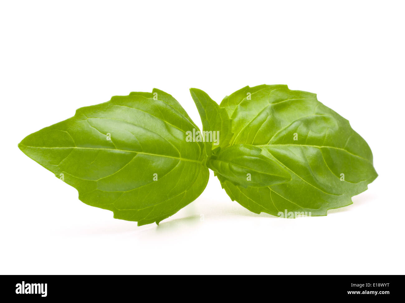 Sweet basil leaves isolated on white background Stock Photo - Alamy
