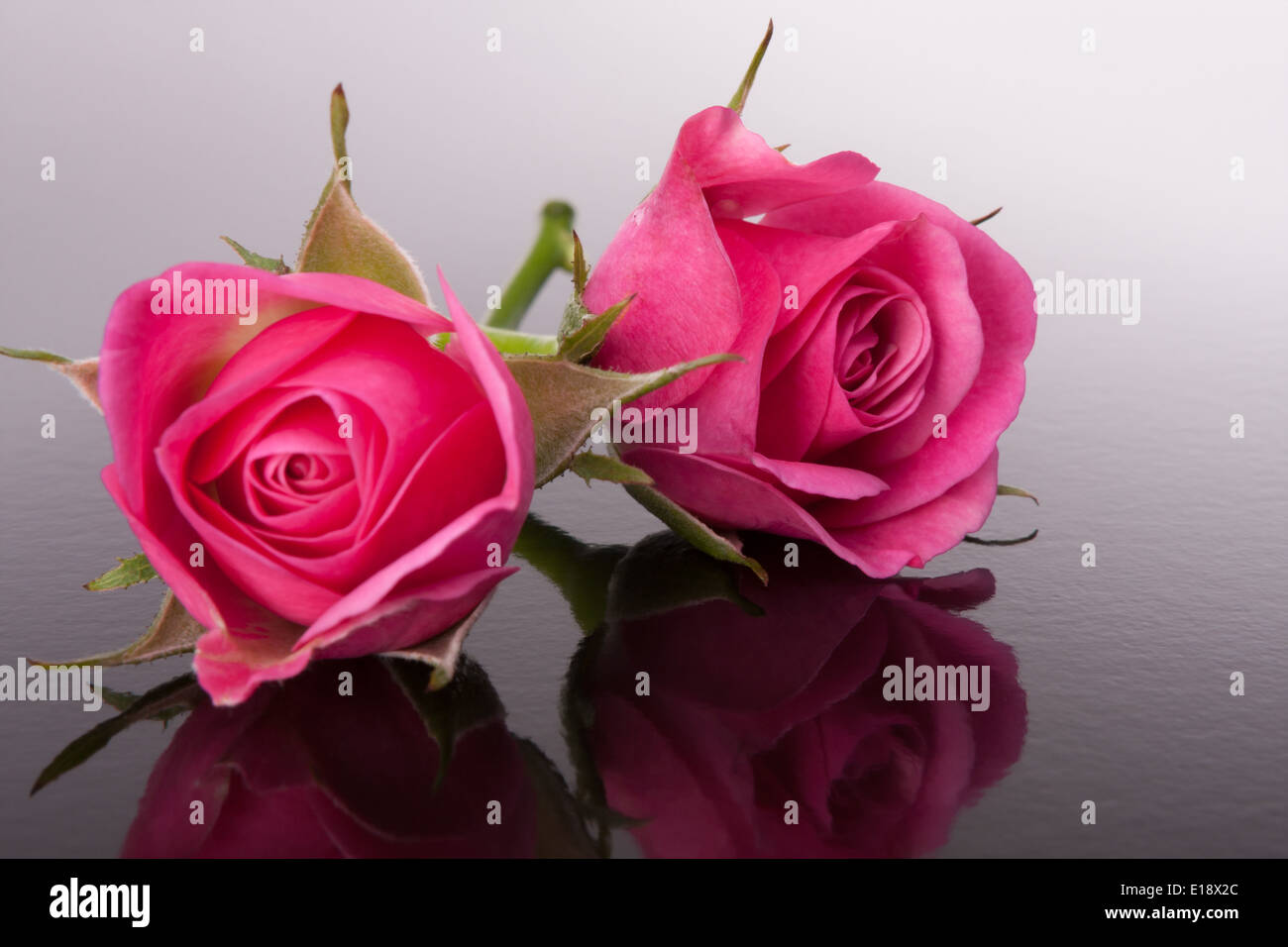 rose flower with reflection on dark surface still life Stock Photo - Alamy