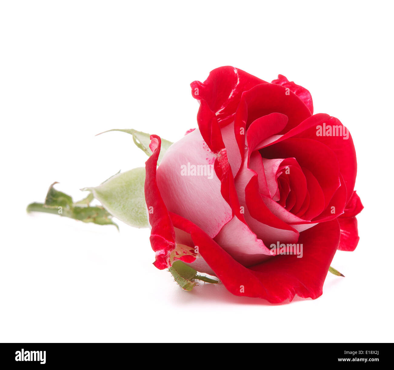 Red rose flower head isolated on white background cutout Stock Photo ...