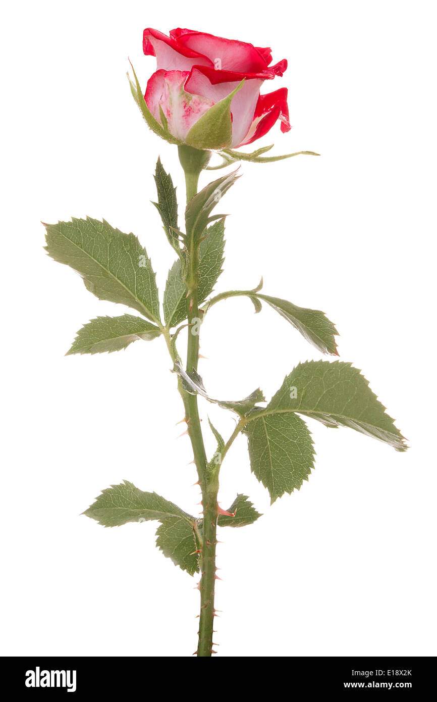 Red rose flower head isolated on white background cutout Stock Photo ...