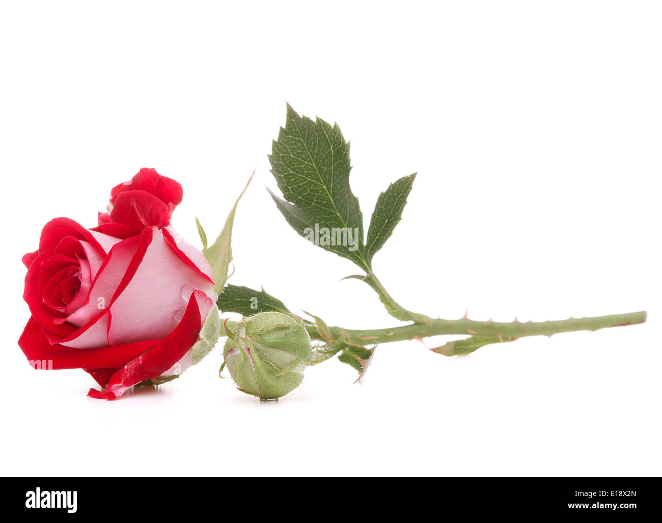 Red rose flower head isolated on white background cutout Stock Photo ...