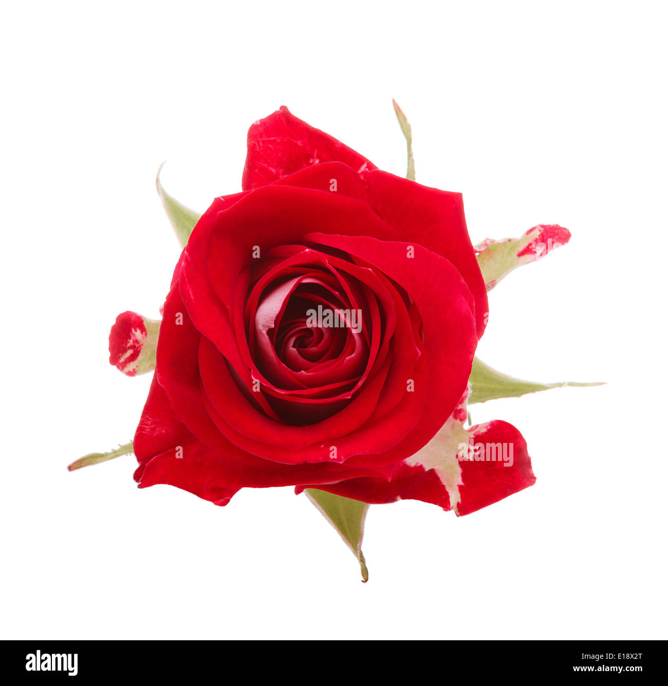 Red rose flower head isolated on white background cutout Stock Photo ...