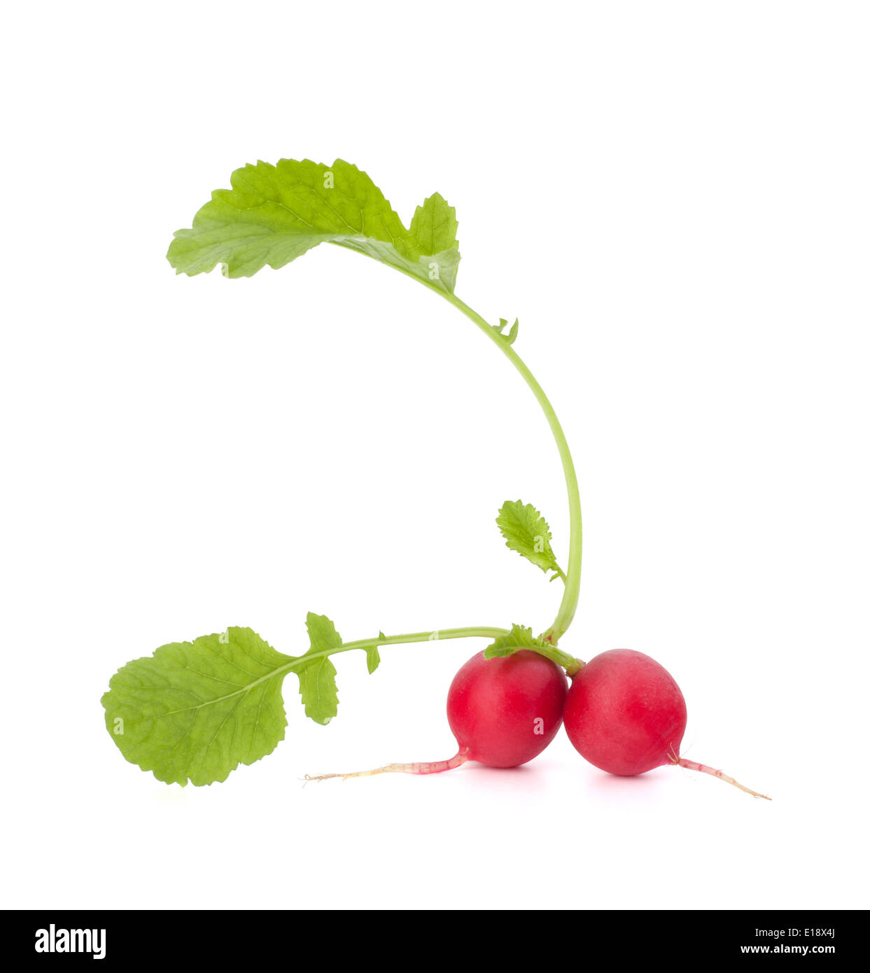 Small garden radish with leaves isolated on white background cutout ...