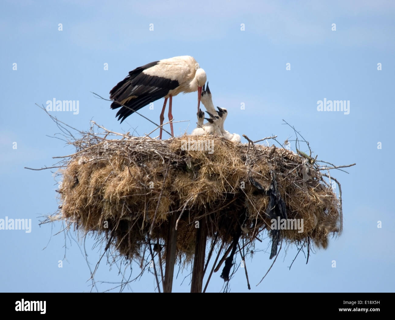 White stork brings babies hi-res stock photography and images - Alamy