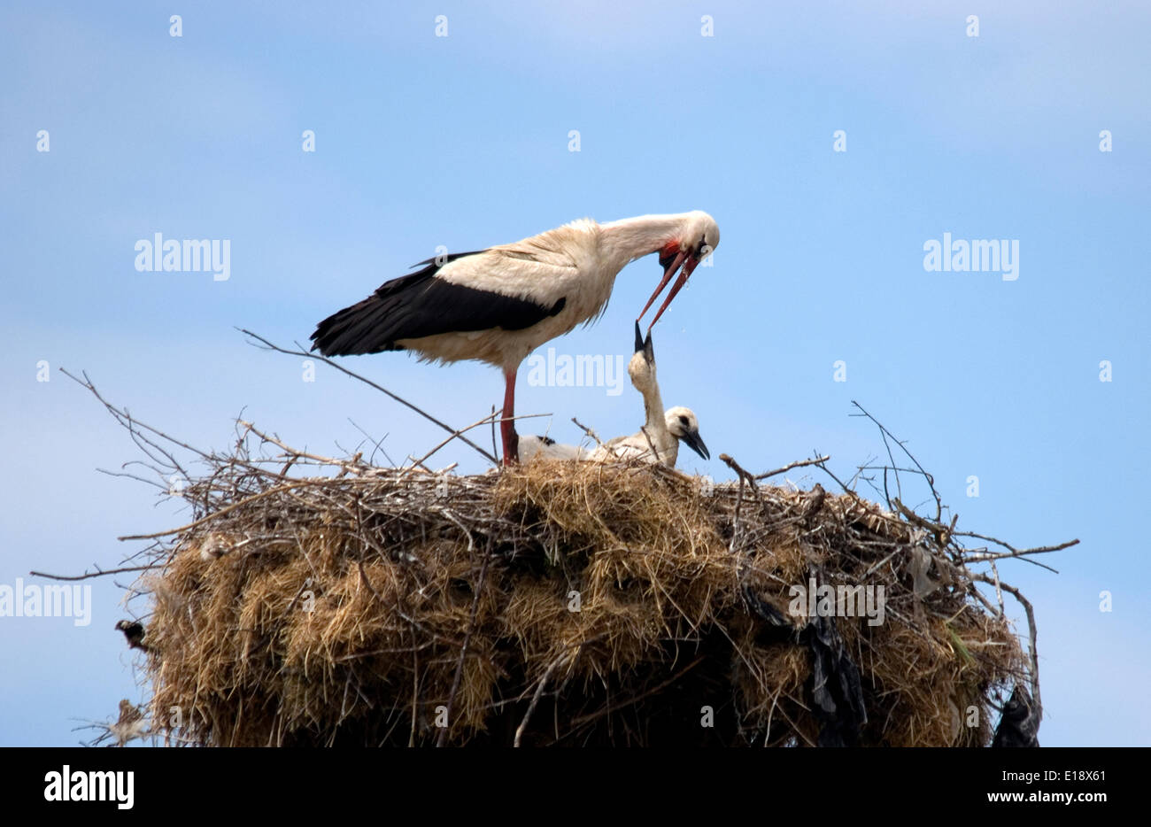 White stork brings babies hi-res stock photography and images - Alamy