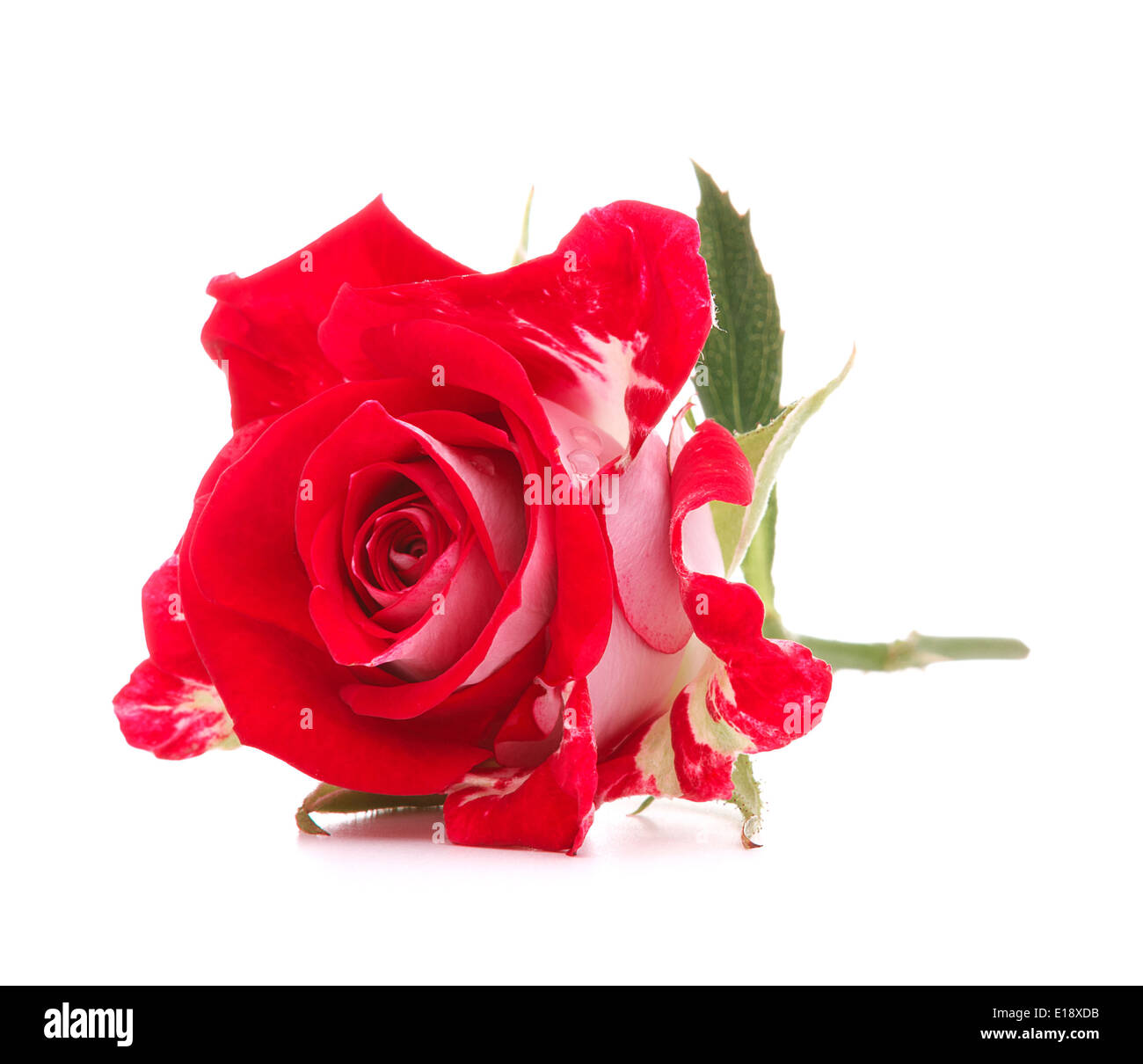 Red rose flower head isolated on white background cutout Stock Photo ...