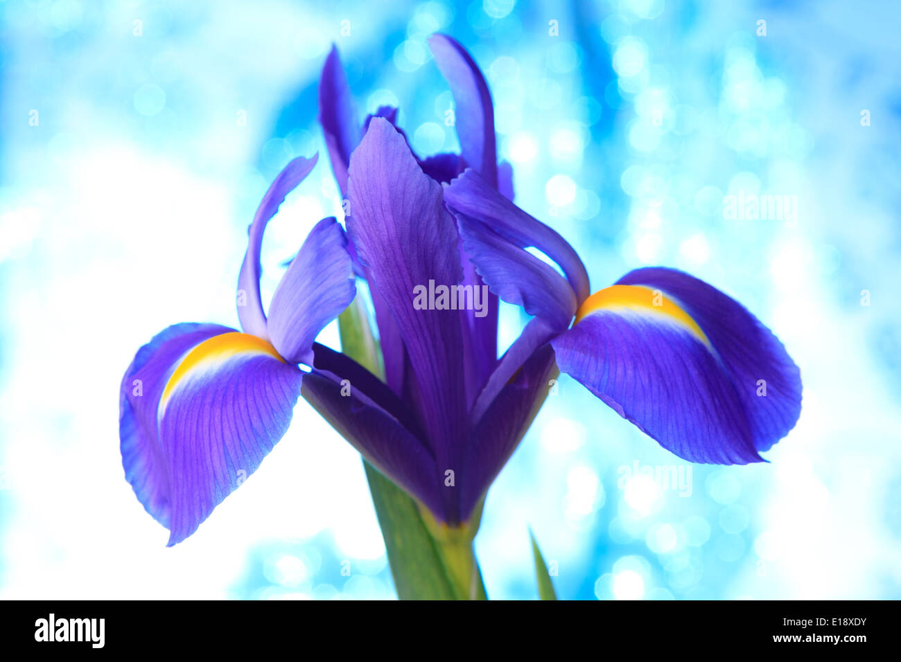 Beautiful blue iris flowers background Stock Photo - Alamy