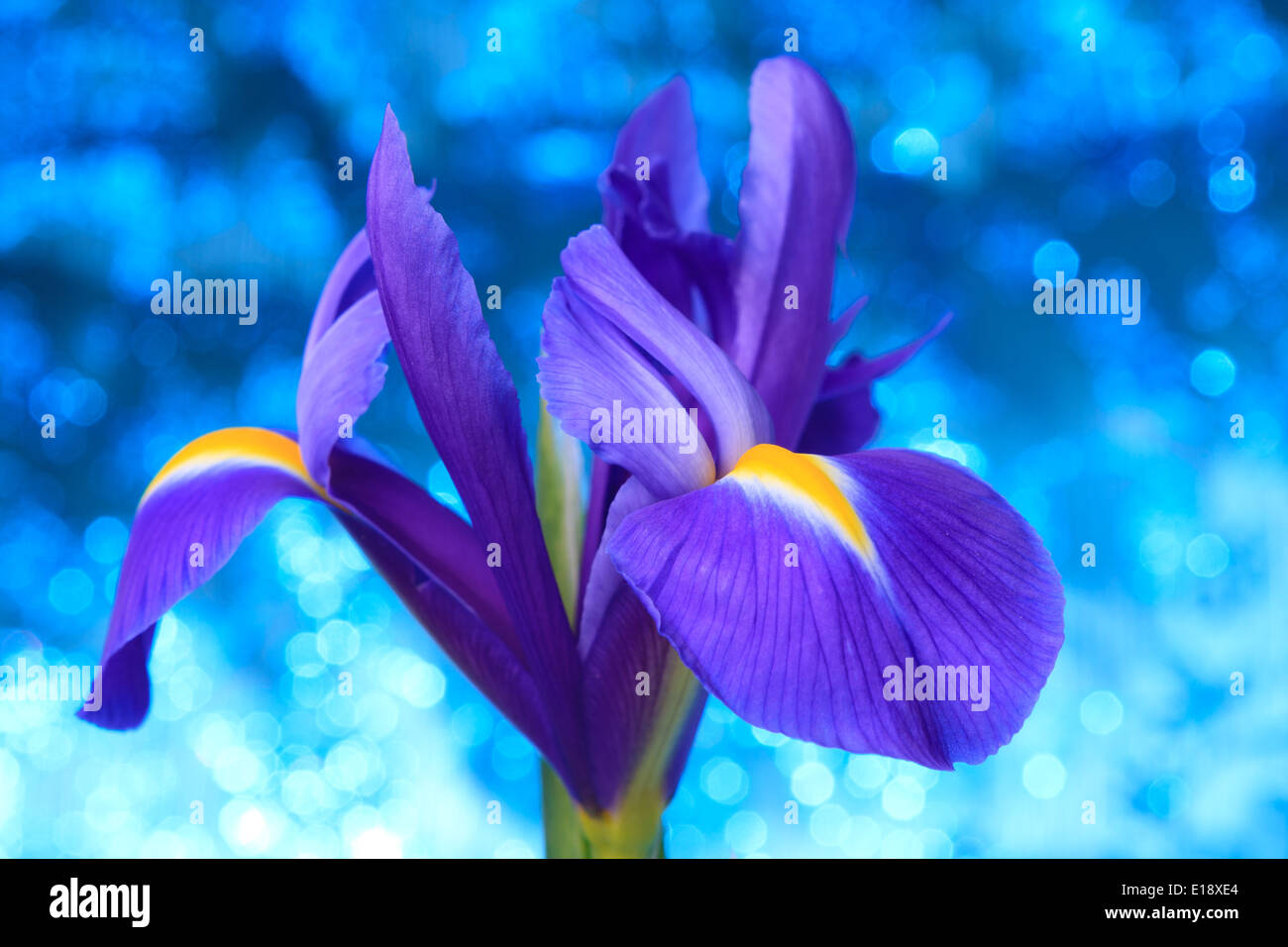 Beautiful blue iris flowers background Stock Photo - Alamy