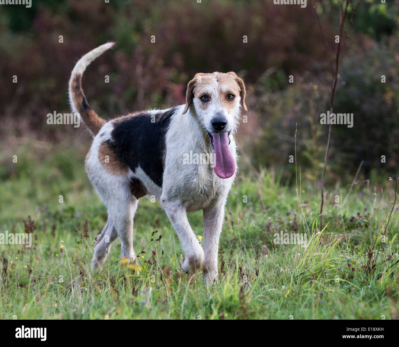 Foxhound hi-res stock photography and images - Alamy