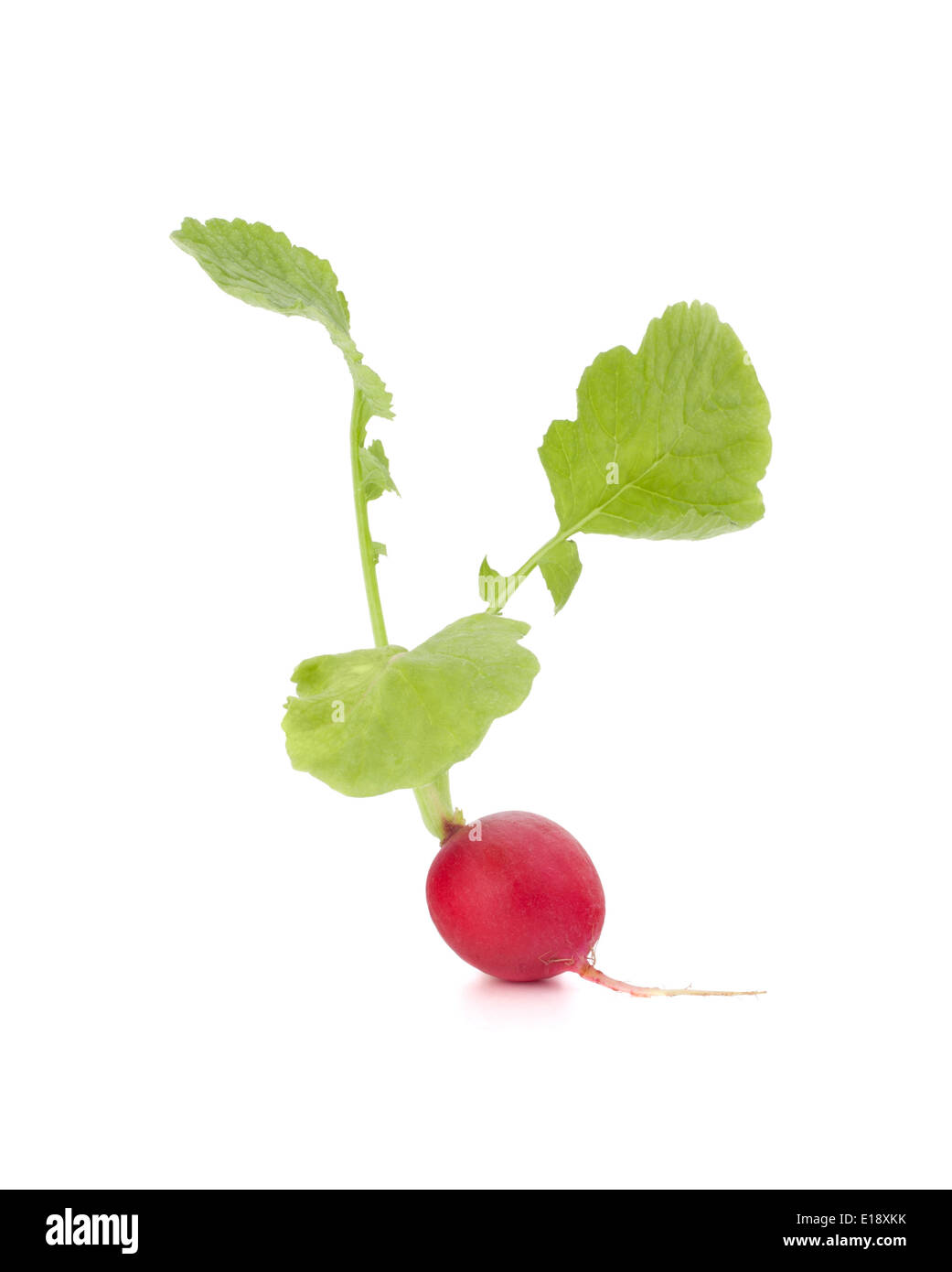 Small garden radish with leaves isolated on white background cutout ...