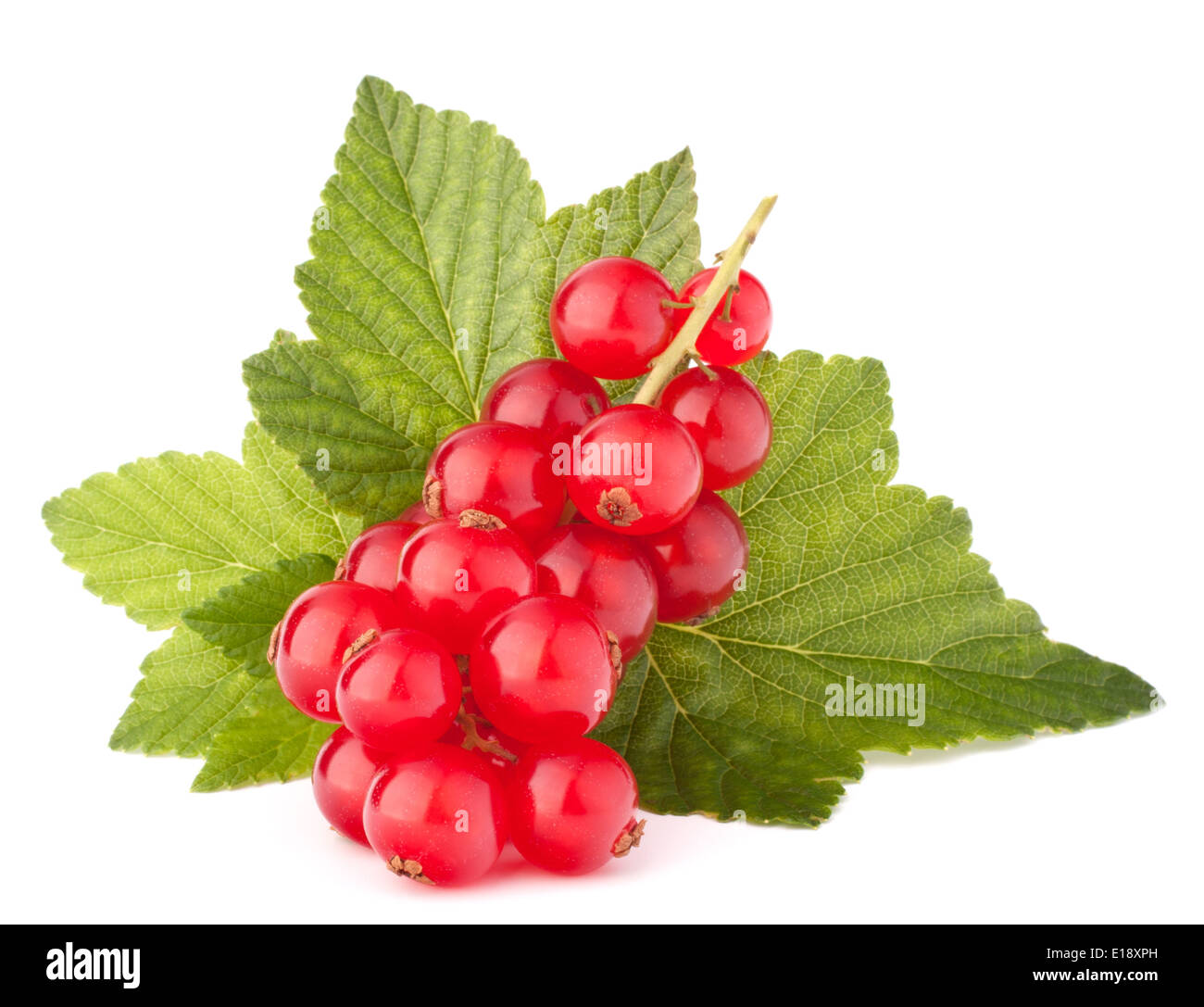 Red currants and green leaves still life isolated on white background ...