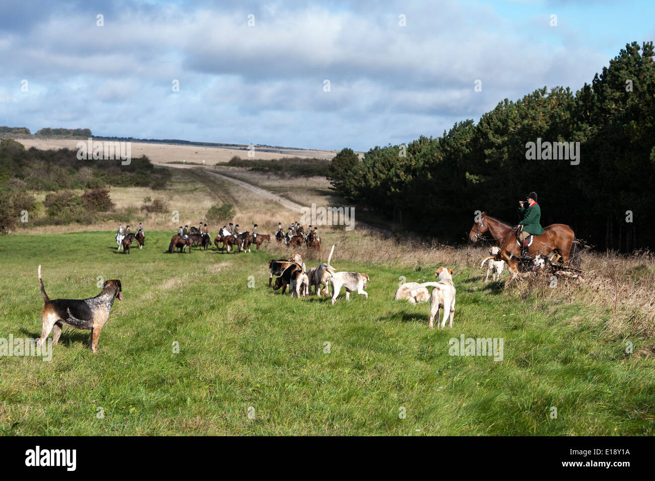 Huntsman and pack of hounds Stock Photo - Alamy