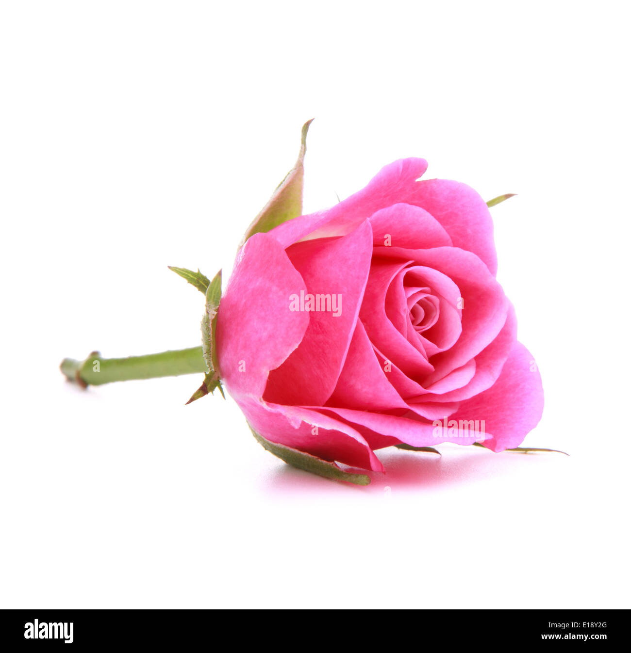 Pink rose flower head isolated on white background cutout Stock Photo ...