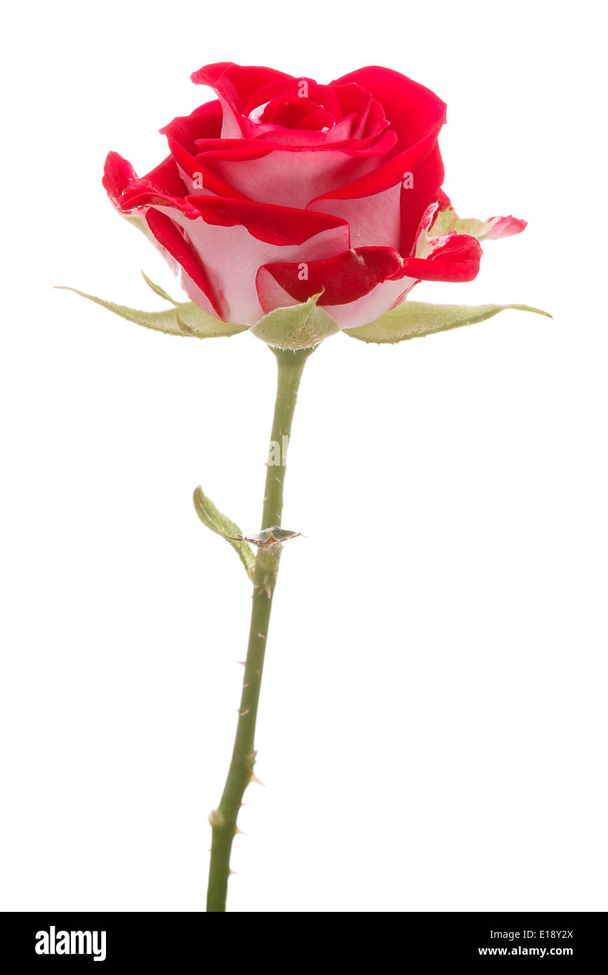 Red rose flower head isolated on white background cutout Stock Photo ...