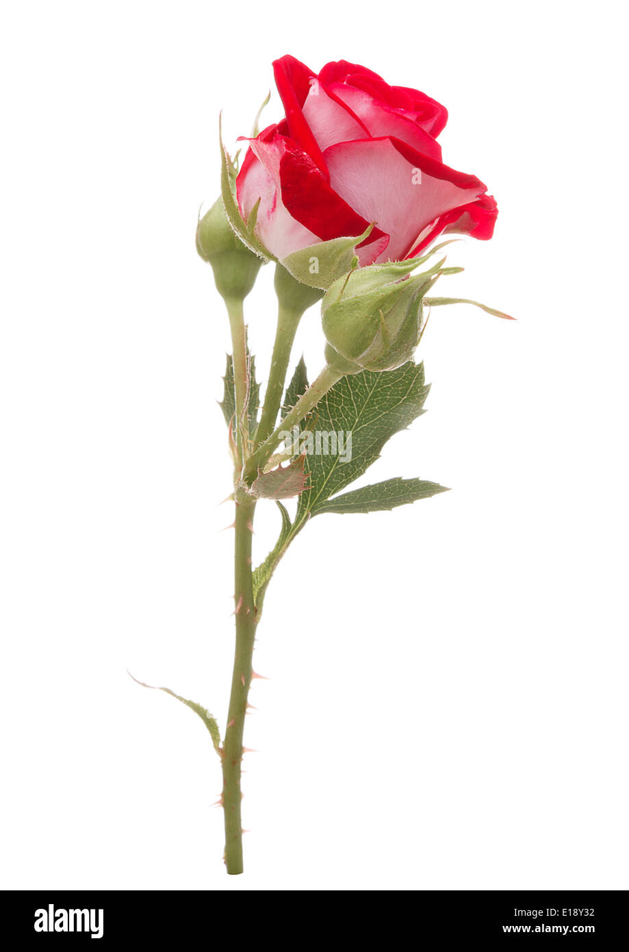 Red rose flower head isolated on white background cutout Stock Photo ...