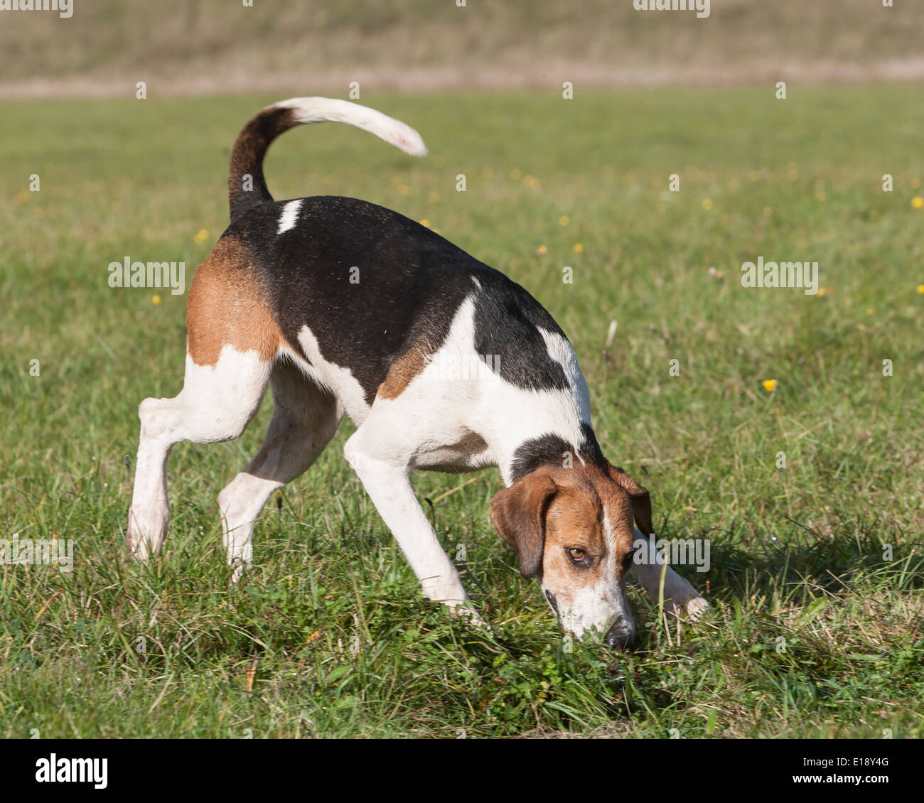 Foxhound chase hi-res stock photography and images - Alamy