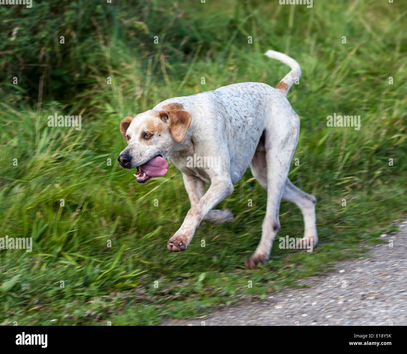 Foxhounds run hi-res stock photography and images - Alamy
