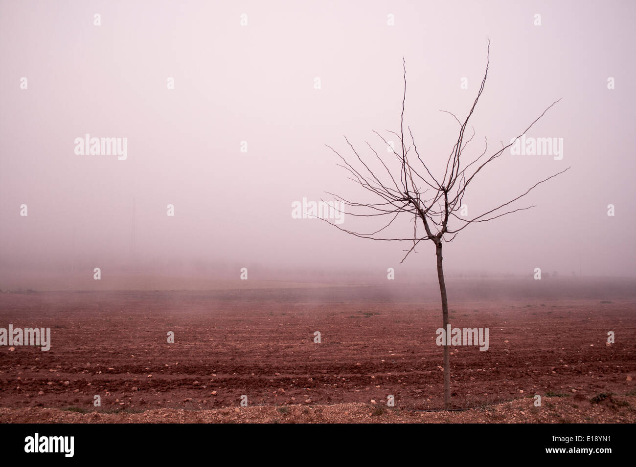 Lonely tree in a foggy landscape Stock Photo - Alamy