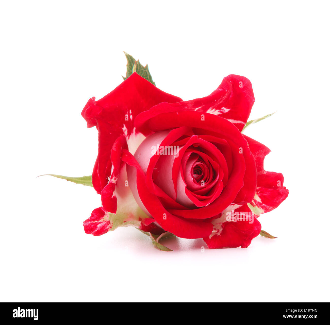 Red rose flower head isolated on white background cutout Stock Photo ...