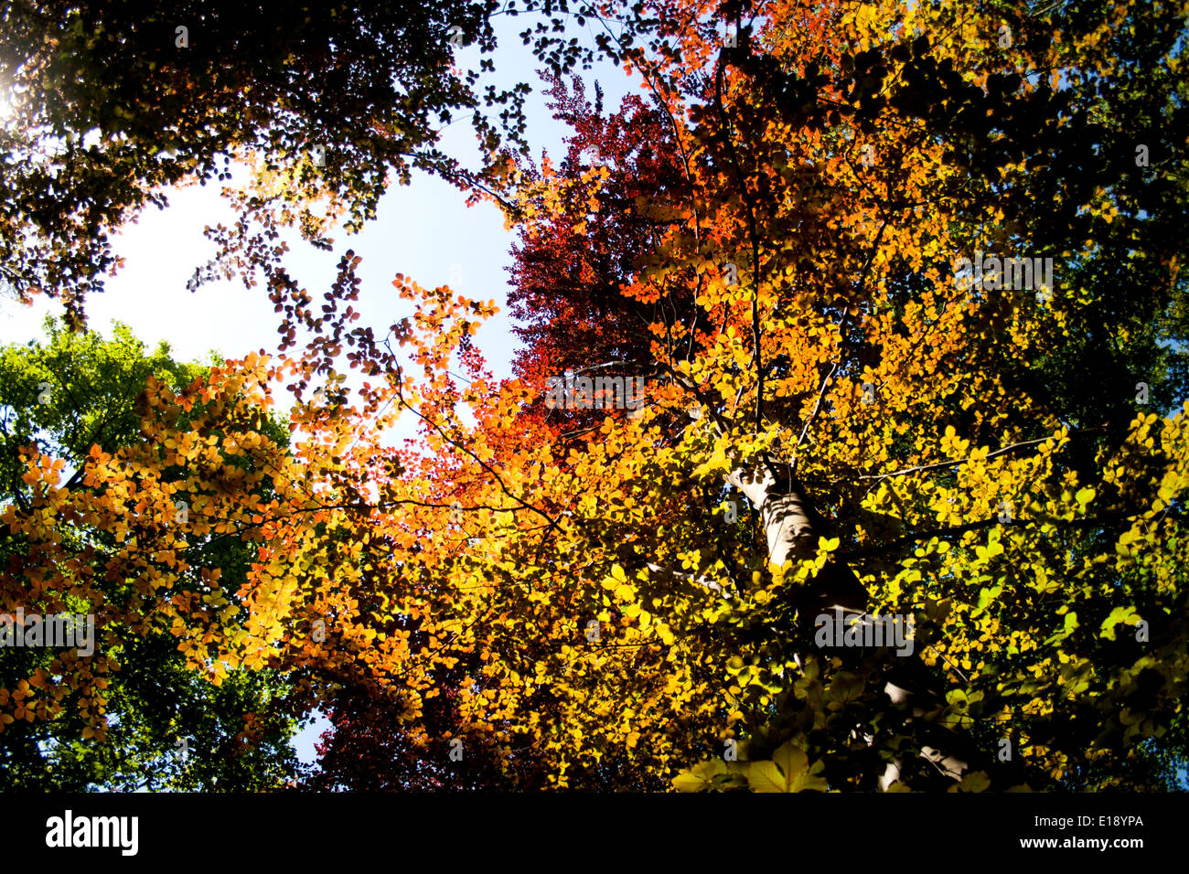 Weird leaves hi-res stock photography and images - Alamy