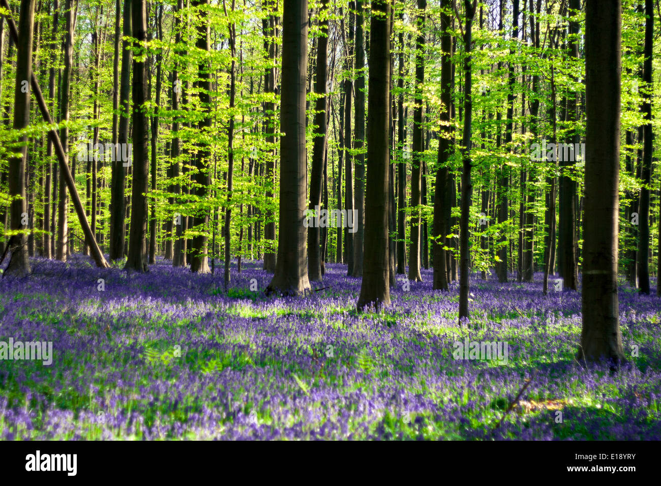 Springtime bluebells bloom in Hallerbos, Belgium Stock Photo - Alamy